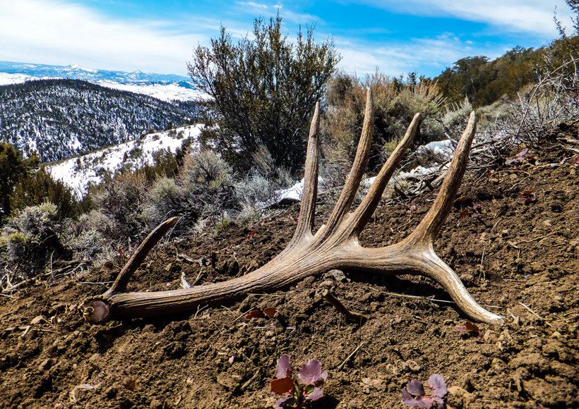 P1 Rocky Mountain Elk – Musings by McBrayer
